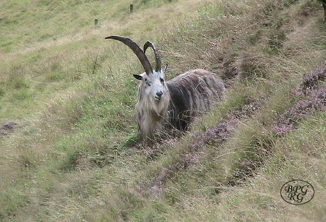 What is a British Primitive Goat? – The British Primitive Goat Research ...