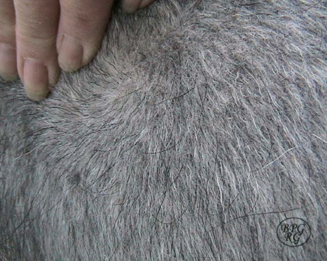 What is a British Primitive Goat? – The British Primitive Goat Research ...