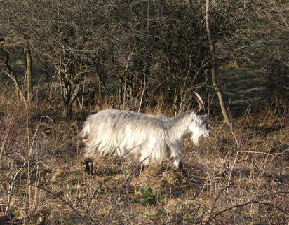 Conservation – The British Primitive Goat Research Group