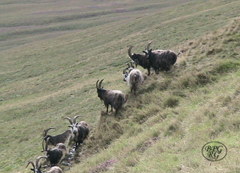About – The British Primitive Goat Research Group